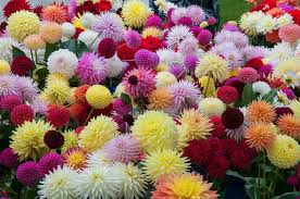 Coromandel Flower & Produce Show - Coromandel's CFM