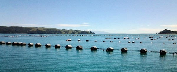 Coromandel Town Keltic Fair - Coromandel's CFM